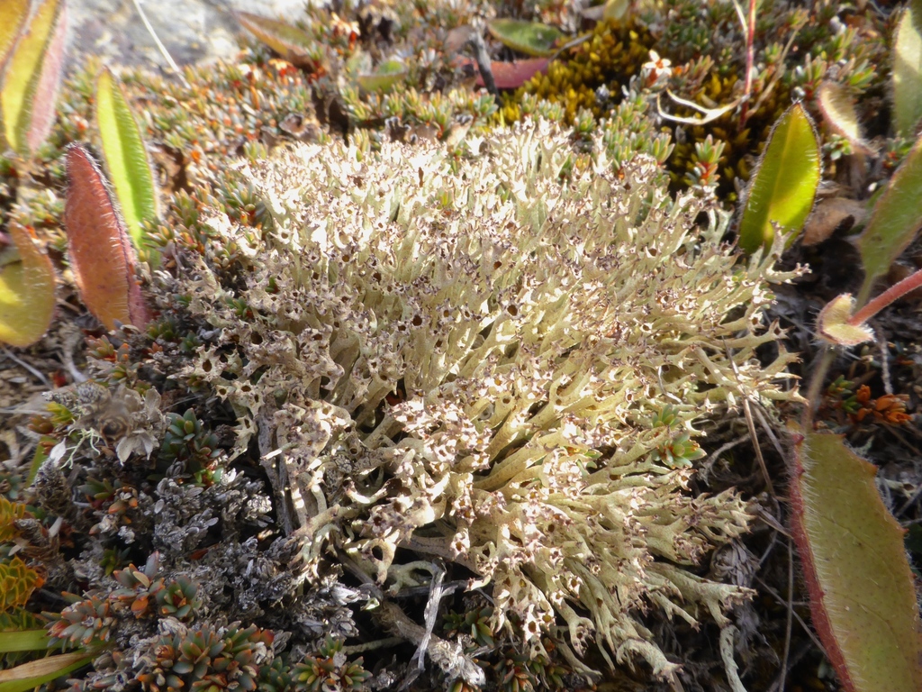 Tube Lichens from Mt Grand on March 28, 2017 by Mike Bowie. Looks like ...