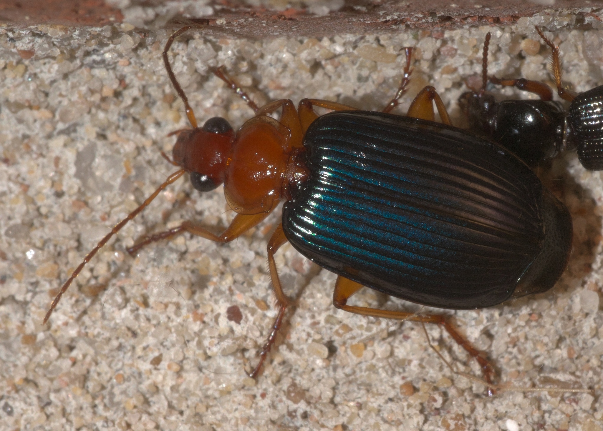 Lebia grandis Hentz, 1830