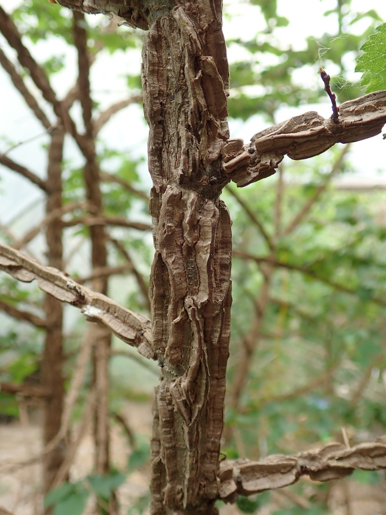 Field Elm complex (Ulmus minor) - Botanical Realm