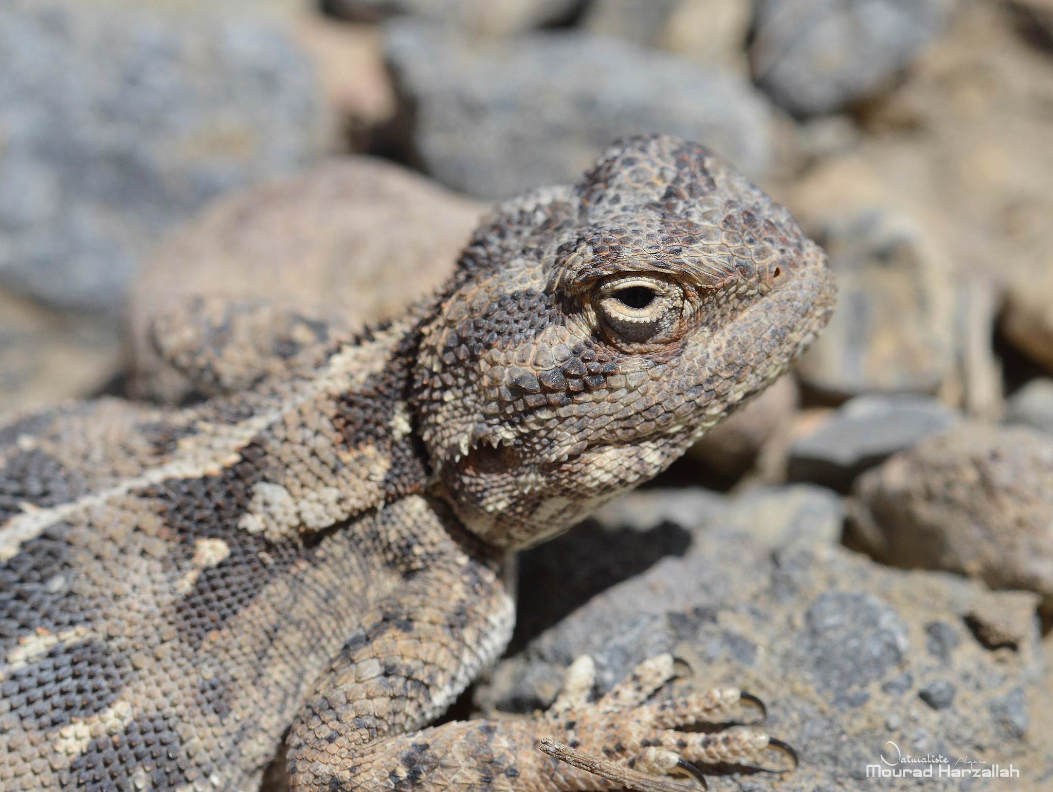 Trapelus mutabilis (Merrem, 1820)
