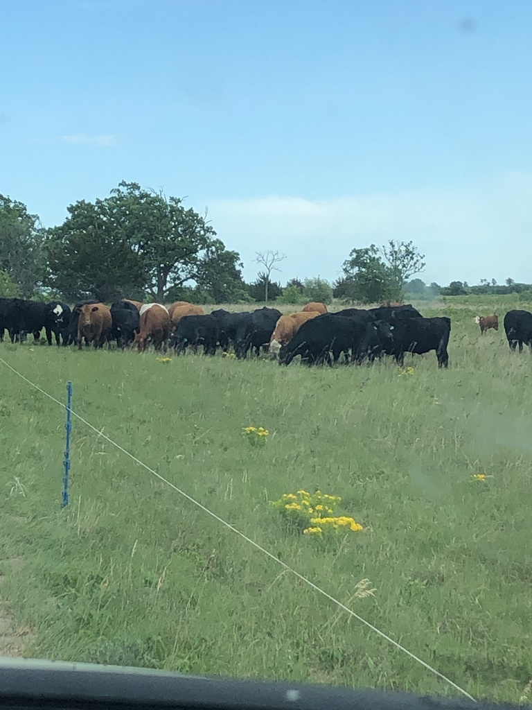 Domestic Cattle from Sherburne National Wildlife Refuge, Big Lake, MN ...