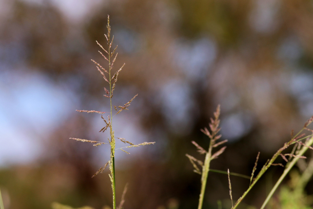 Sand Dropseed from Doña Ana County, US-NM, US on September 18, 2005 by ...
