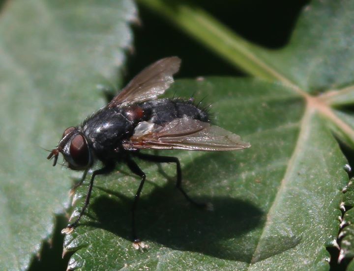 Blepharipa pratensis from Delvinës, AL-VR, AL on May 6, 2017 by Eridan ...
