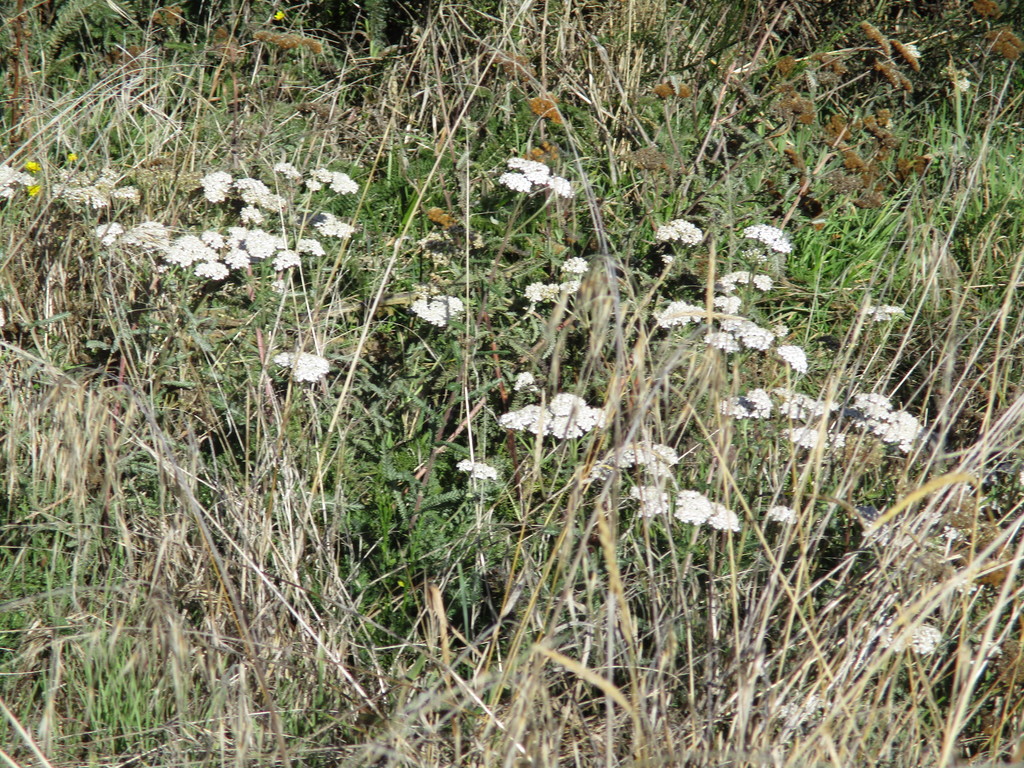 common yarrow from Frankton, Queenstown, New Zealand on May 09, 2020 at ...
