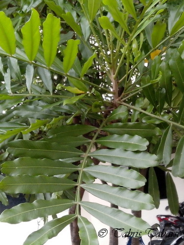 fern tree (KTA Road survey) · iNaturalist