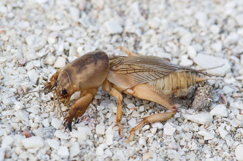 Neoscapteriscus mexicanus · iNaturalist