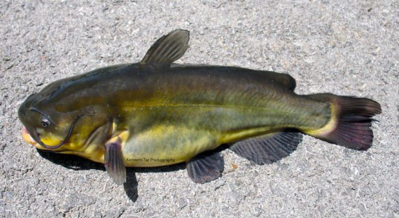 Bullheads on June 21, 2014 at 01:58 PM by haydenward6 · iNaturalist
