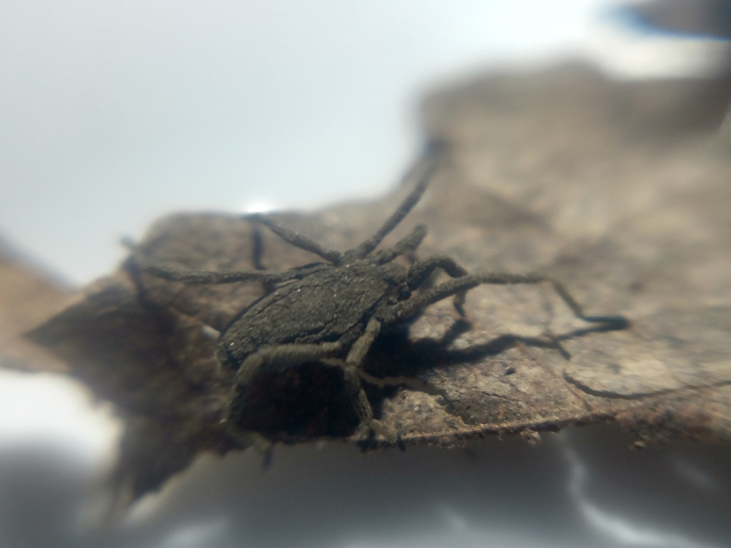 Trogulus tricarinatus from Montreal, QC H3H 1A2, Canada on June 03 ...