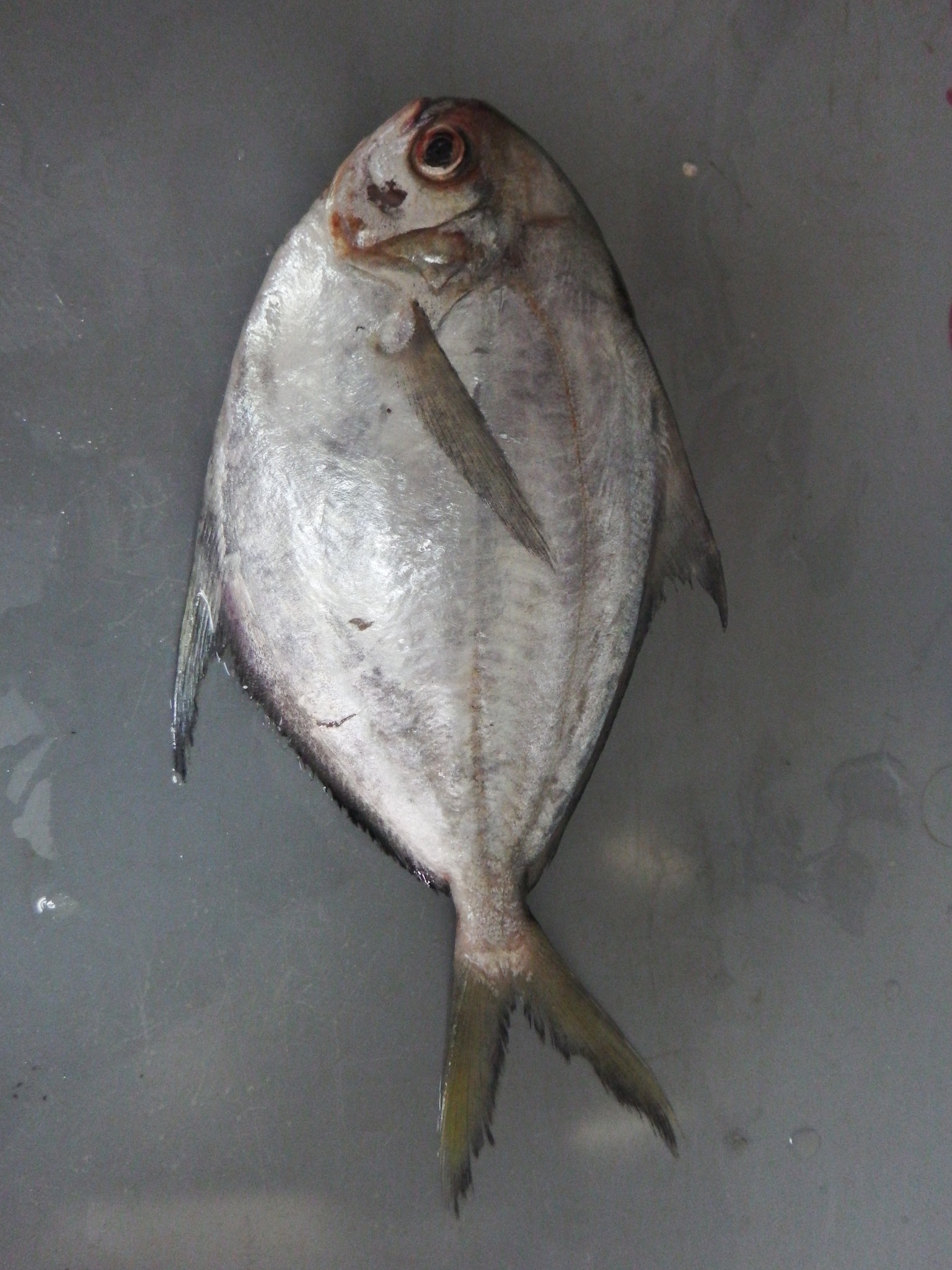 Peprilus medius (Peters, 1869)