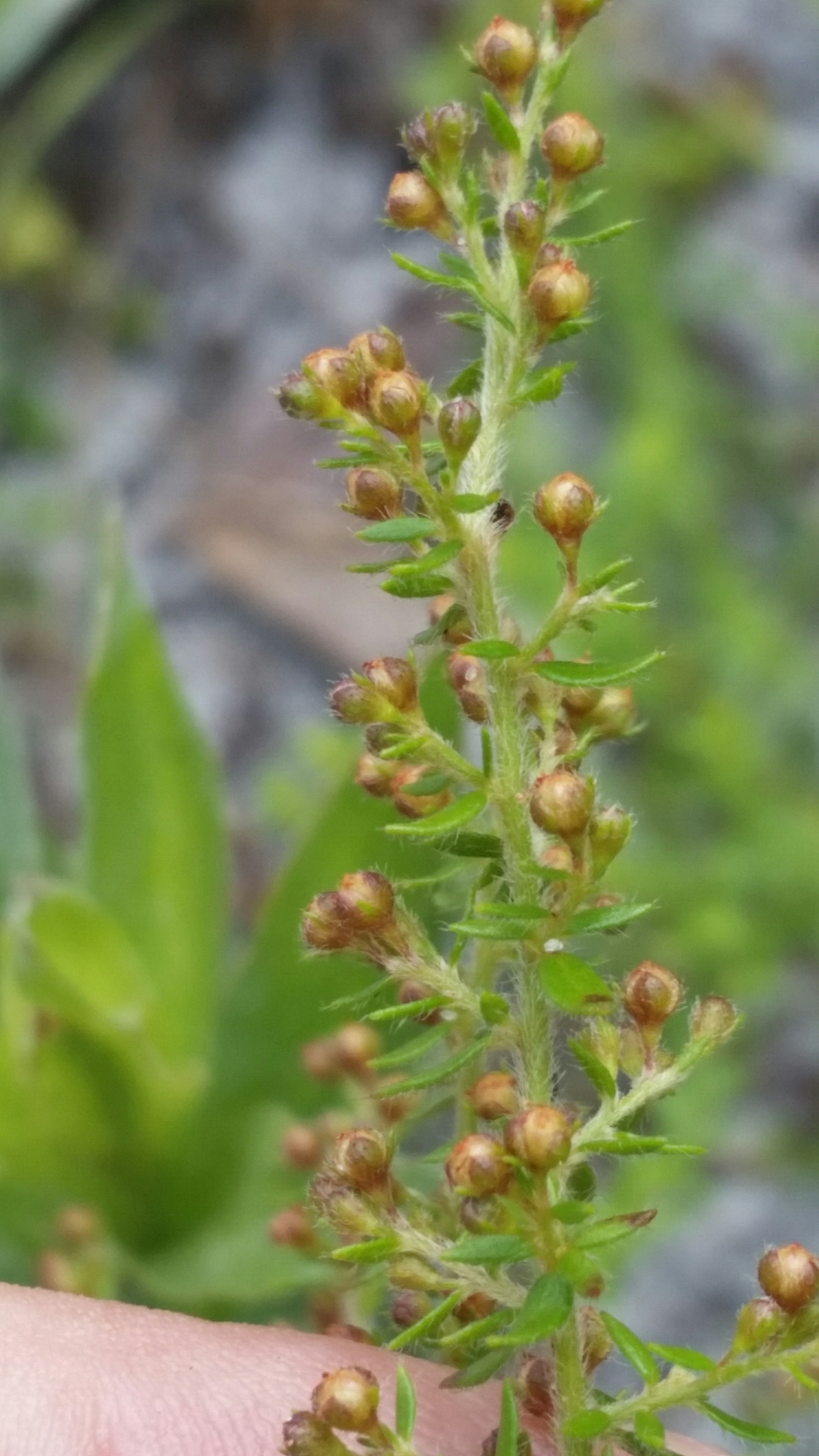 Lechea divaricata Shuttlew. ex Britton