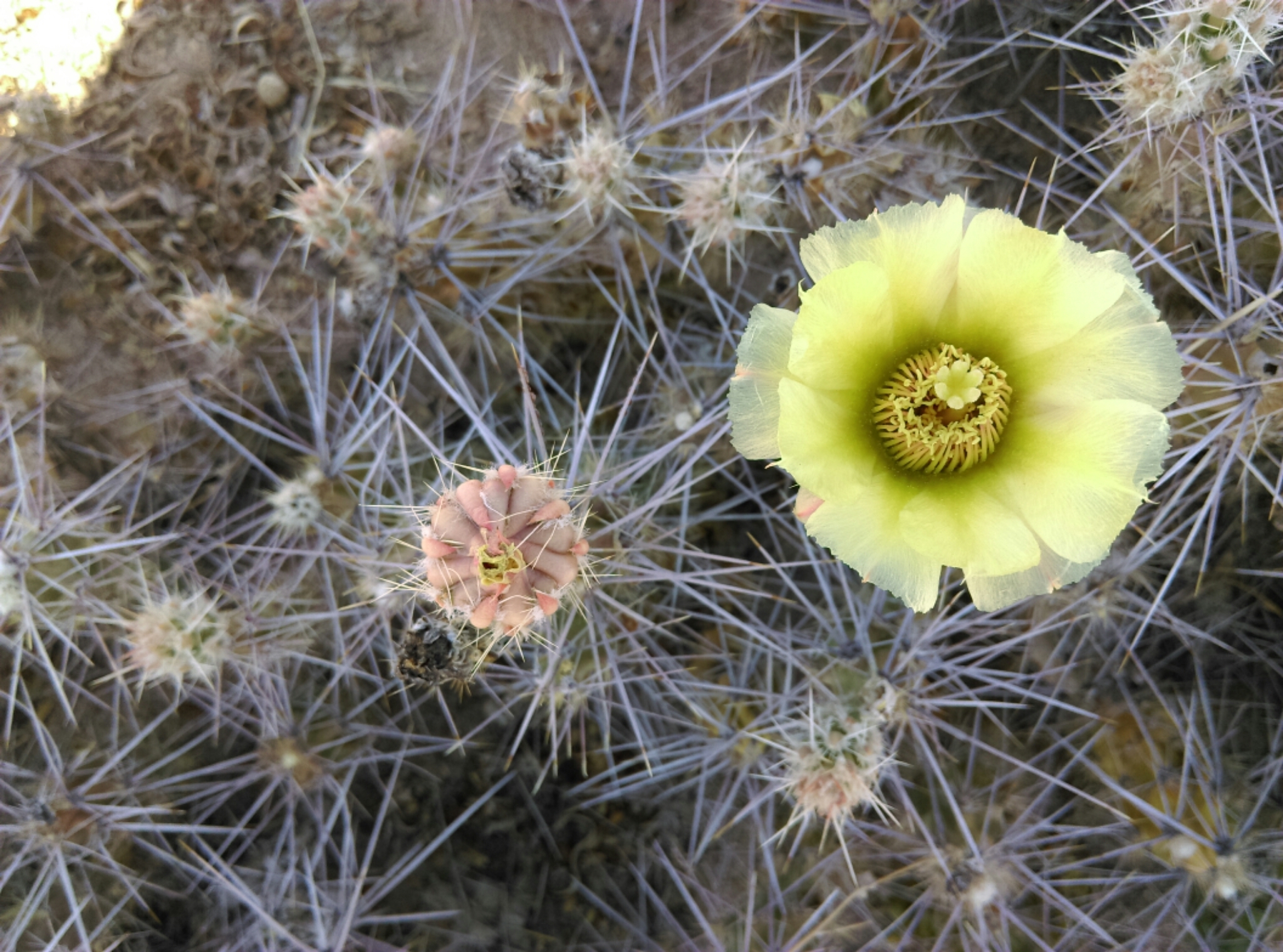 Corynopuntia bulbispina (Engelm.) F.M.Knuth