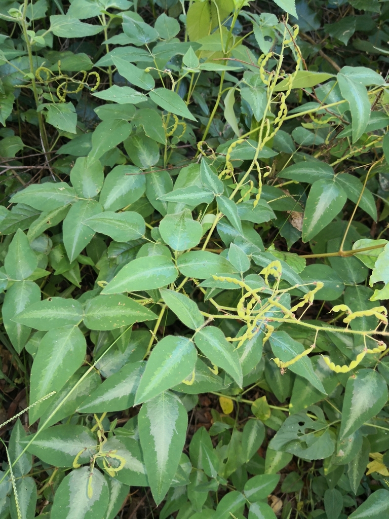 Silverleaf Desmodium (Desmodium uncinatum) - Botanical Realm
