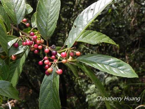 Rhamnus crenata · iNaturalist