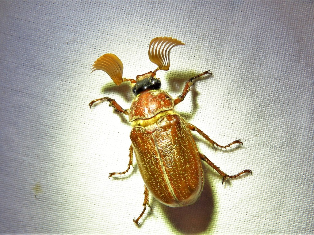 Hammond's Lined June Beetle from Matador Wildlife Management Area ...
