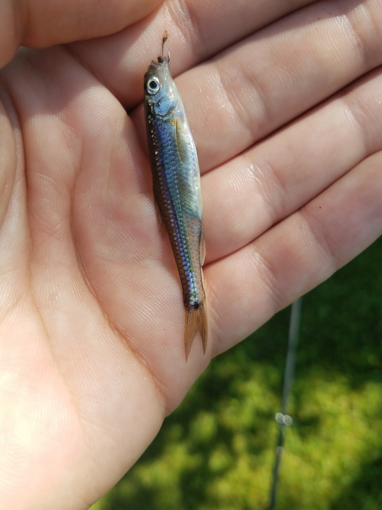 North American Minnows from Lodi, NY 14860, USA on June 4, 2020 at 11: ...