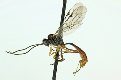 Bathythrix montana · iNaturalist