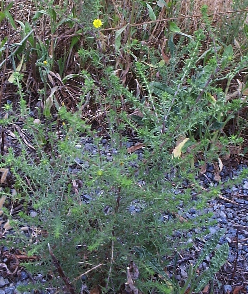 southern tarplant on June 04, 2020 by Jerry · iNaturalist