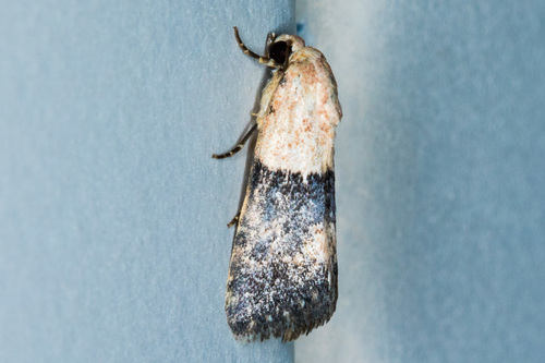 Aleptina semiatra · iNaturalist