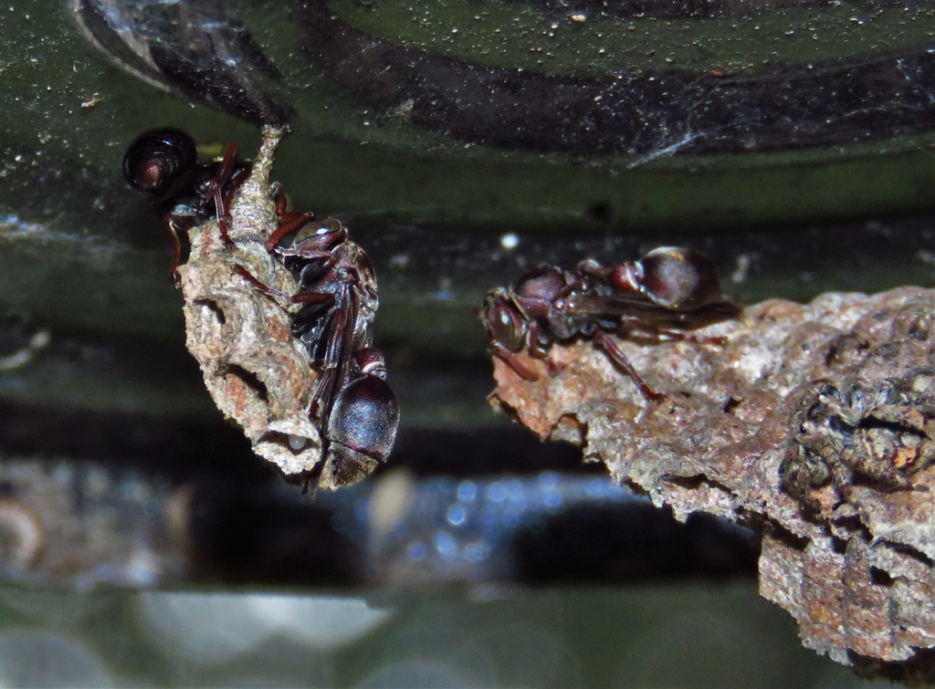 Small Brown Paper Wasps from North Turramurra NSW 2074, Australia on ...