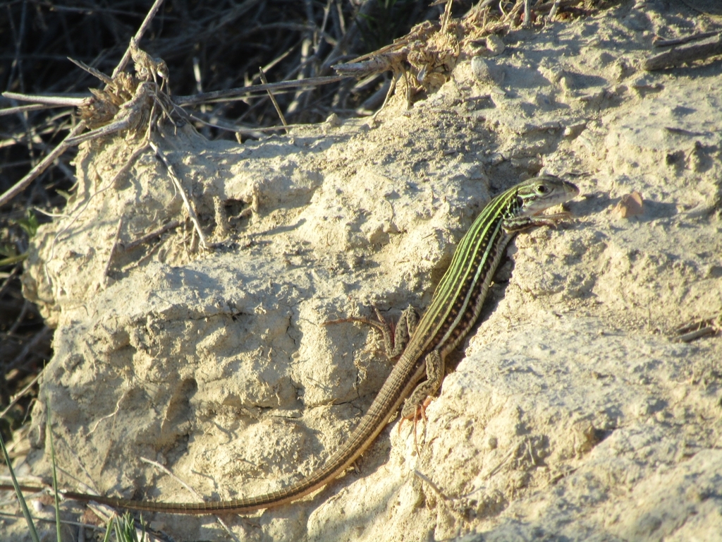 Huico pinto del noreste desde García, N.L., México el miércoles, 03 de ...