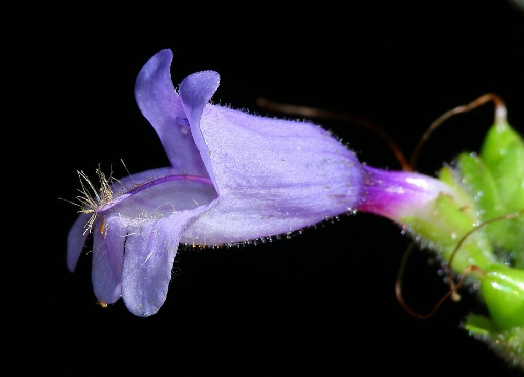 Rattan's Beardtongue (Penstemon rattanii) - Botanical Realm