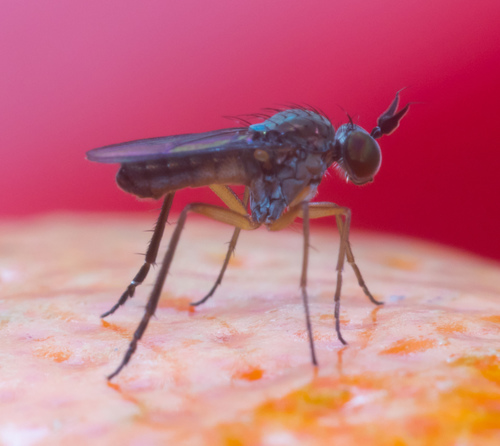 Syntormon flexibilis · NaturaLista Colombia
