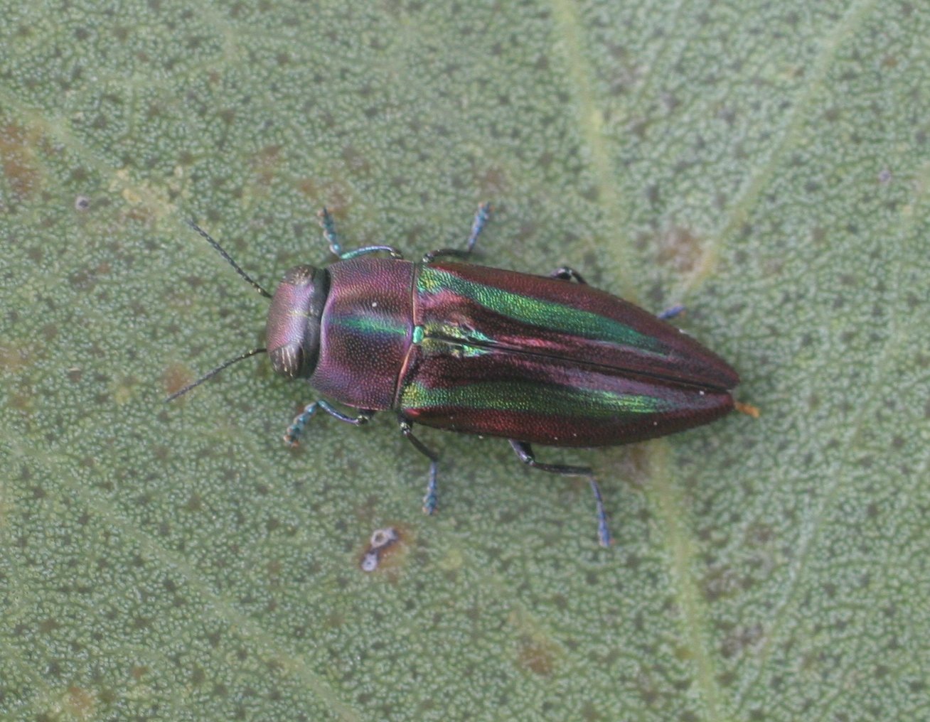 Melobasis vittata Blackburn, 1887