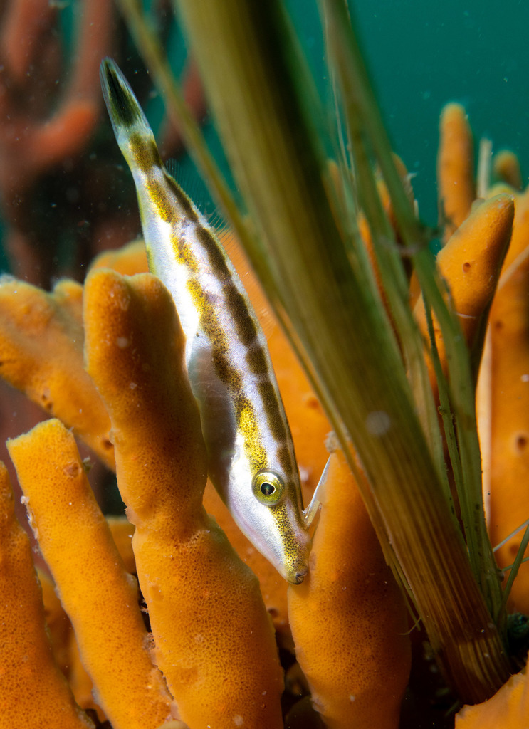 Rhino Filefish (Pseudalutarius nasicornis) - Marine Life Identification