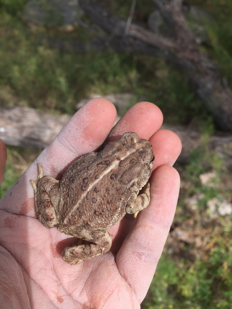 Woodhouse's Toad from Spring Mountain Ranch State Park, Las Vegas, NV ...