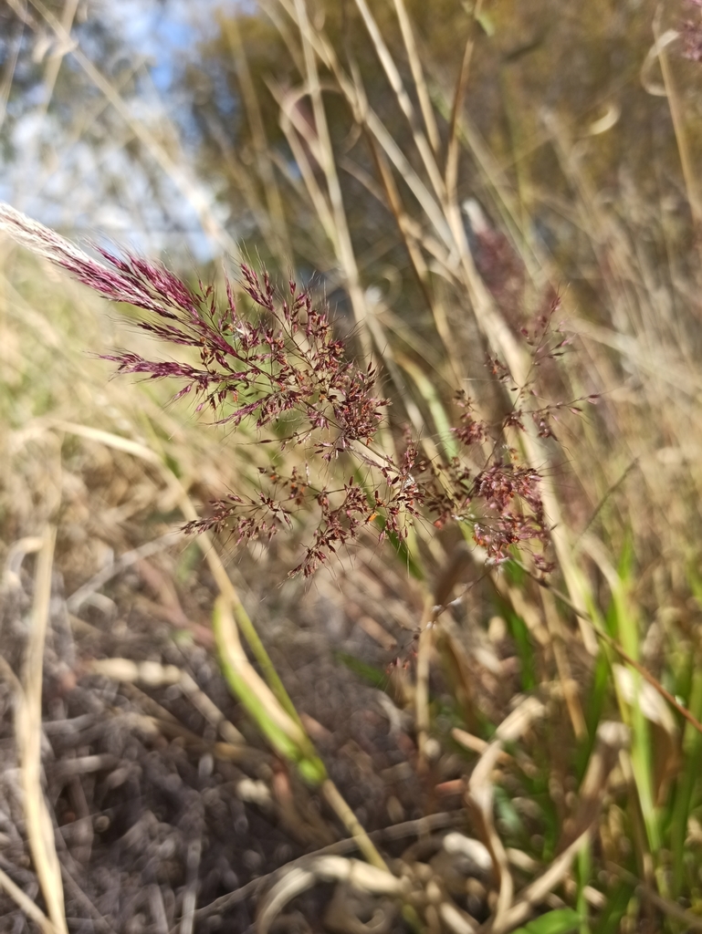 Natal grass from Tinbeerwah QLD 4563, Australia on June 05, 2020 at 02: ...