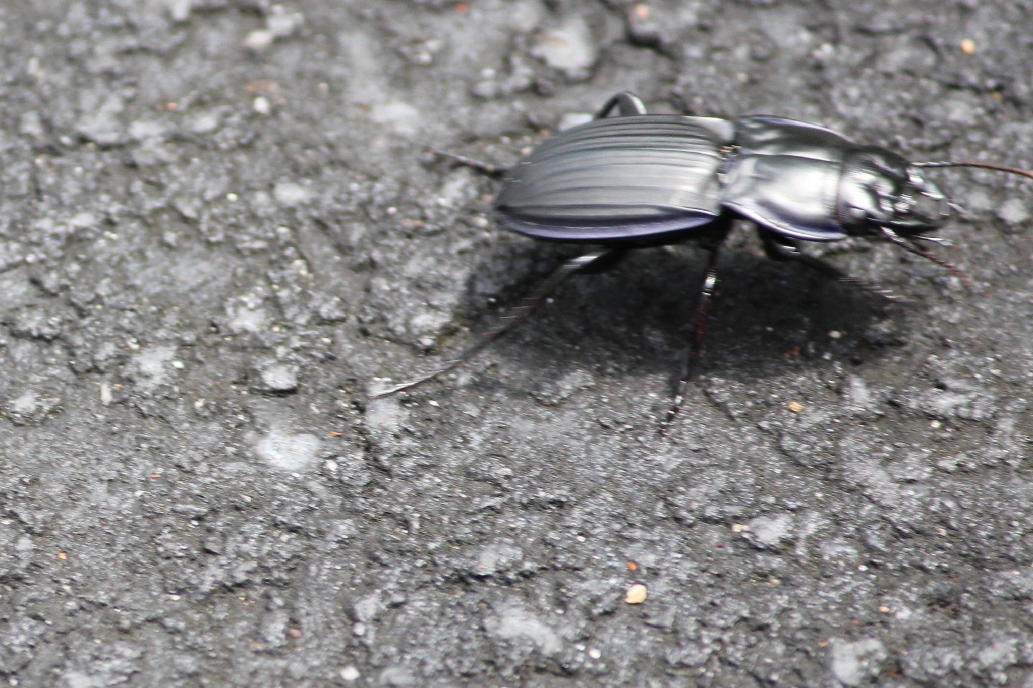 Pasimachus marginatus (Fabricius, 1787)