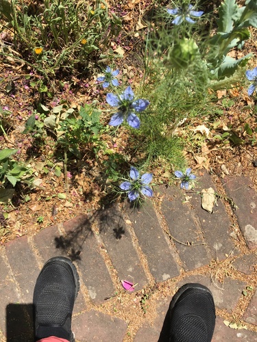 Observations by pendiz · iNaturalist