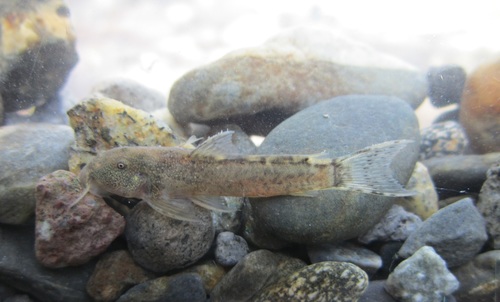 Astroblepus guentheri · NaturaLista Colombia