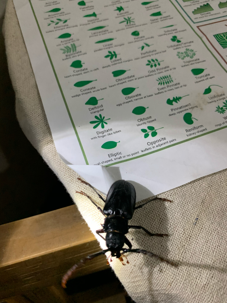 Dorysthenes hydropicus from 合肥市 on June 5, 2020 at 01:22 PM by novnic ...