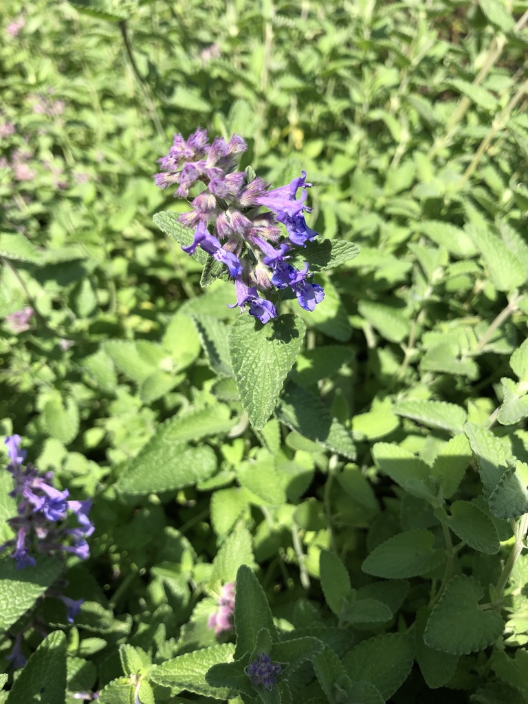 Mentheae from Petřínské sady, Praha, Hlavní město Praha, CZ on June 05 ...