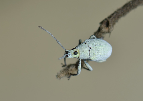 Myllocerus paetus · iNaturalist