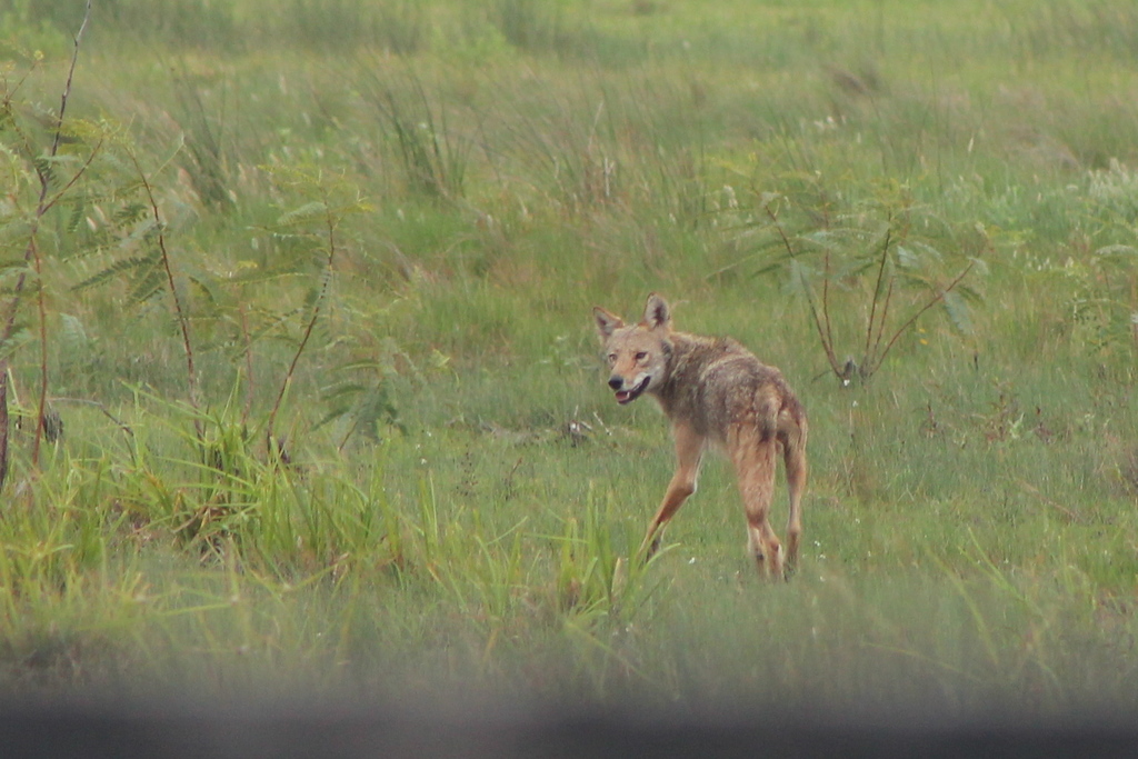 Wolves and Dogs from Galveston, TX, USA on May 02, 2017 at 10:44 PM by ...