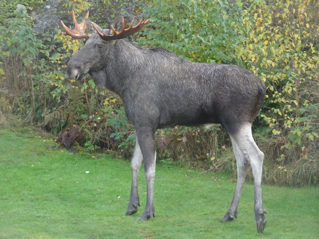 European Elk (Alces alces alces) - Know Your Mammals