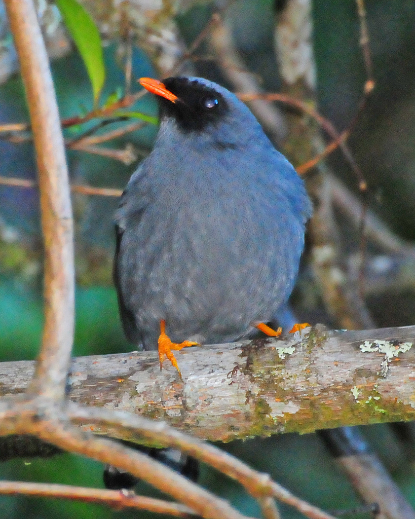 Black-faced Solitaire (AVES DE OROSI Y TAPANTI) · iNaturalist