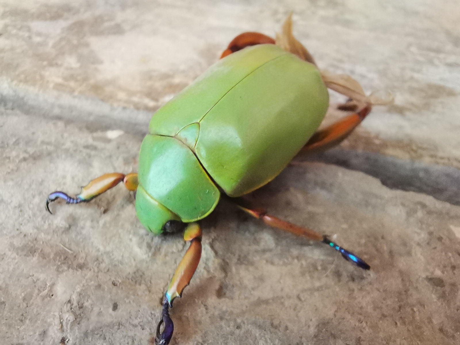 Chrysina adolphi Chevrolat, 1859