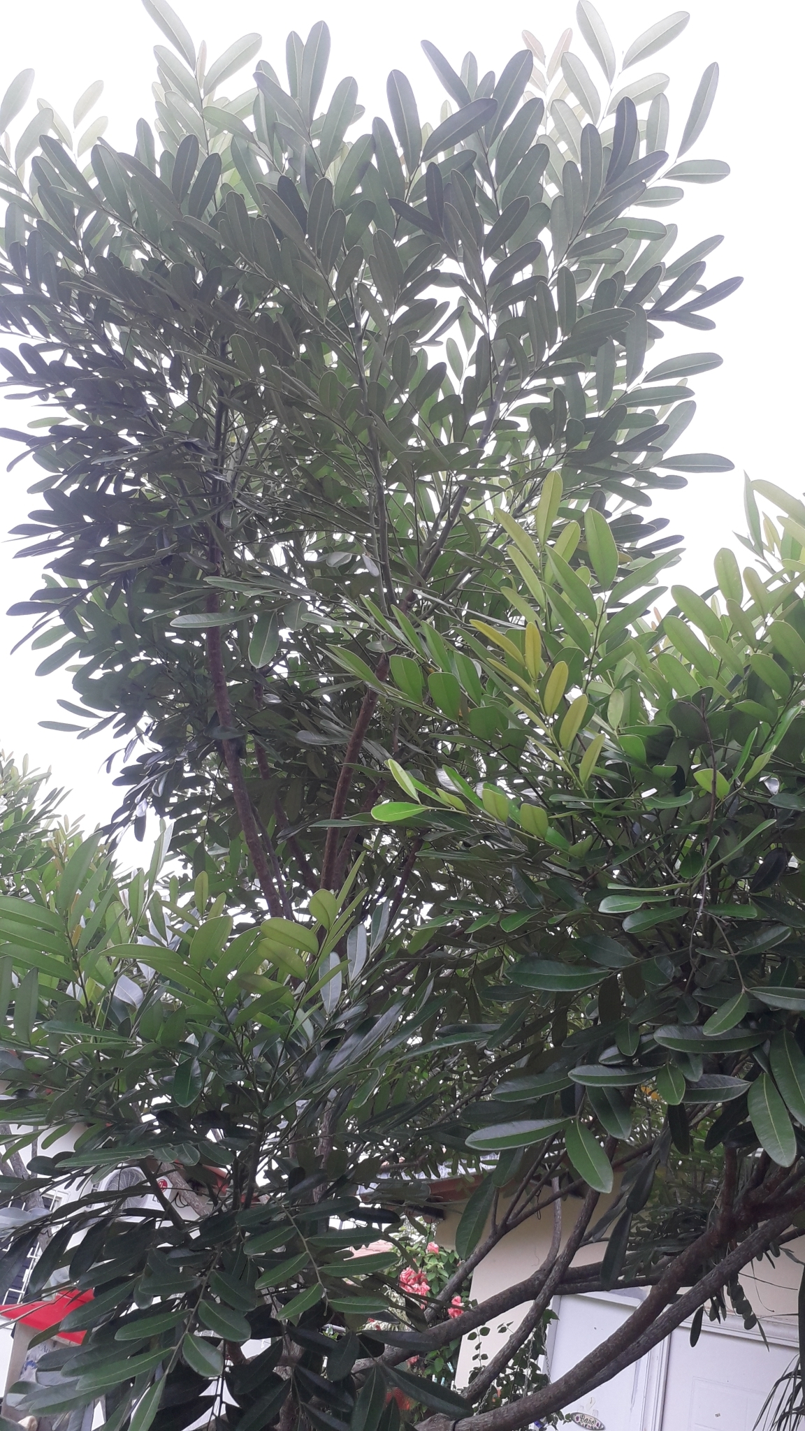 Simarouba amara Aubl.