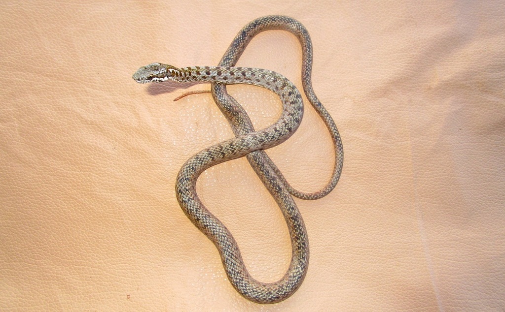 Galápagos Racer (Pseudalsophis biserialis) - Snakes and Lizards