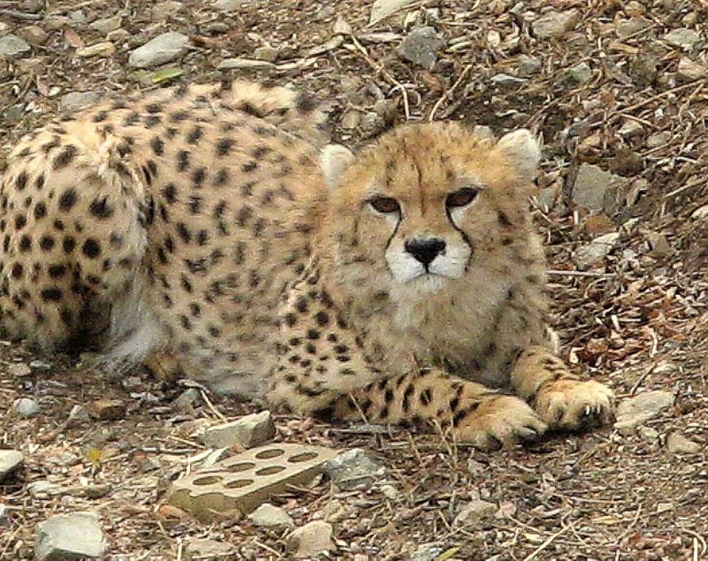 Asian Cheetah (Acinonyx jubatus venaticus) - Know Your Mammals
