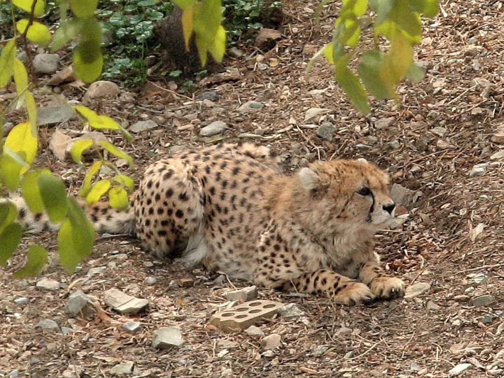 Asian Cheetah (Acinonyx jubatus venaticus) - Know Your Mammals