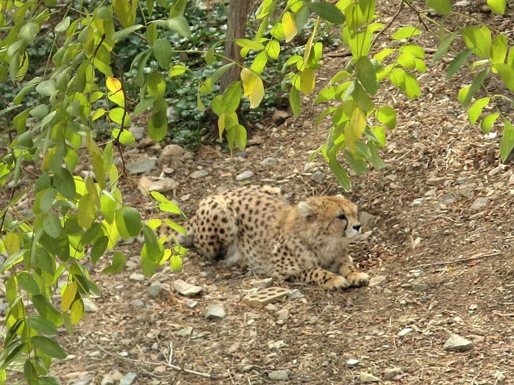 Asian Cheetah (Acinonyx jubatus venaticus) - Know Your Mammals