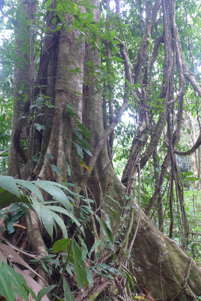 nazareno from Provinz Puntarenas, Costa Rica on March 22, 2019 at 10:56 ...