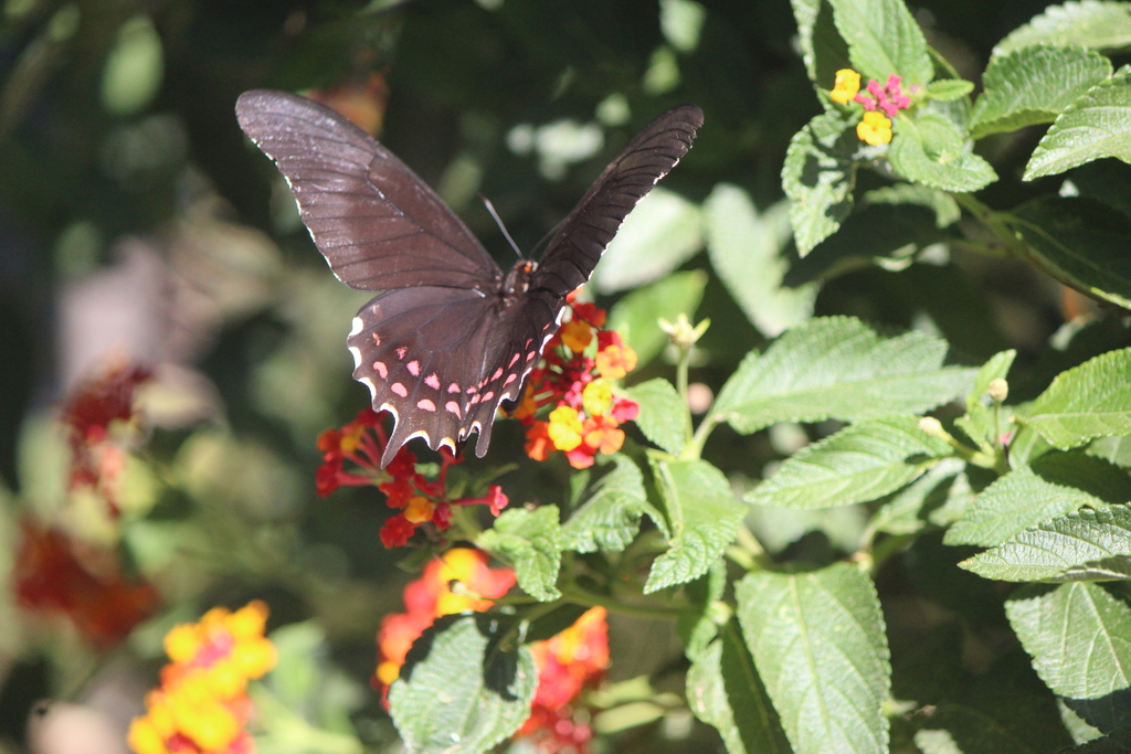 Pink-spotted Swallowtail from Centro, Zona Centro, 76500 Cadereyta de ...