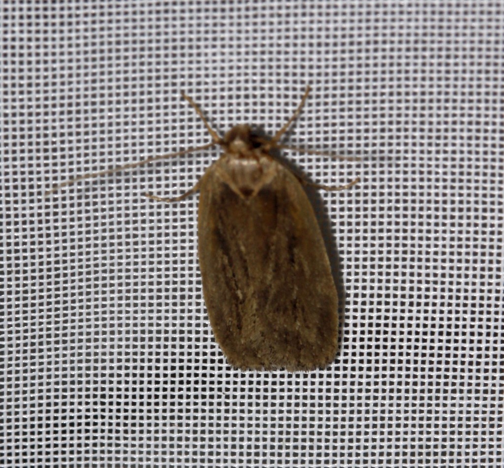 Parsnip Webworm from Le Rocher-Percé, QC, Canada on June 4, 2020 at 09: ...