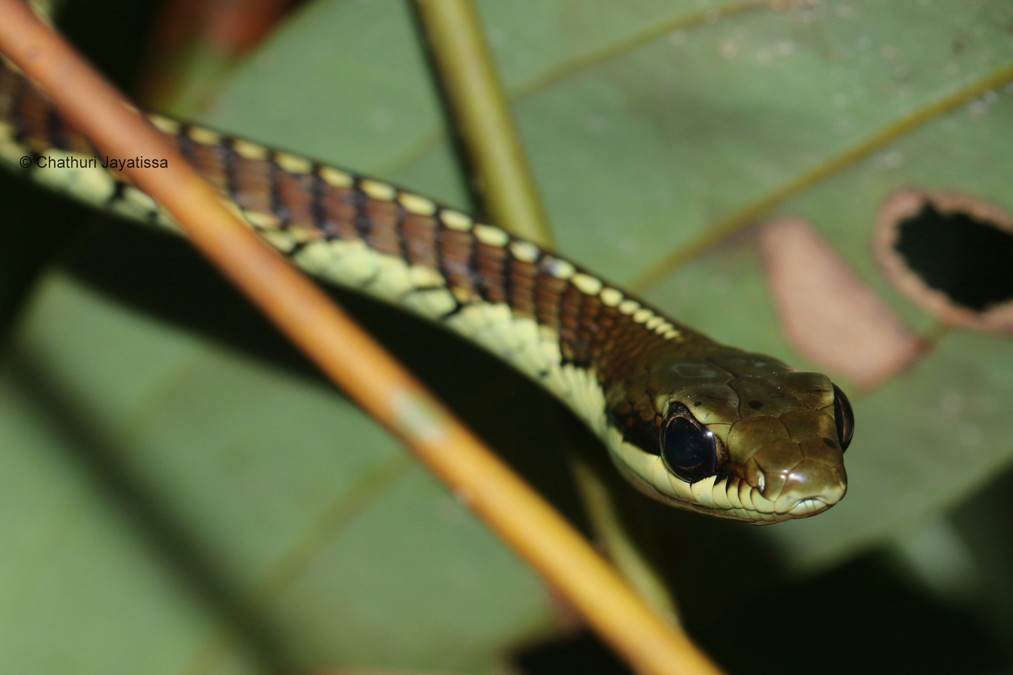 Dendrelaphis schokari (Kuhl, 1820)