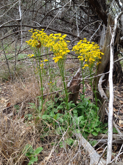 roundleaf ragwort (Packera obovata) - Botanical Realm